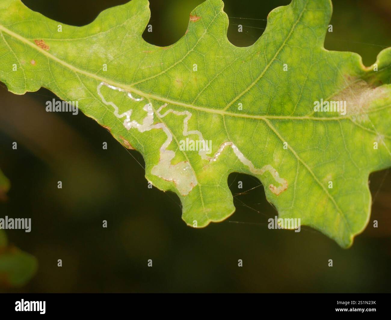 Leaf Blotch Miner Moths (Gracillariidae Stock Photo - Alamy