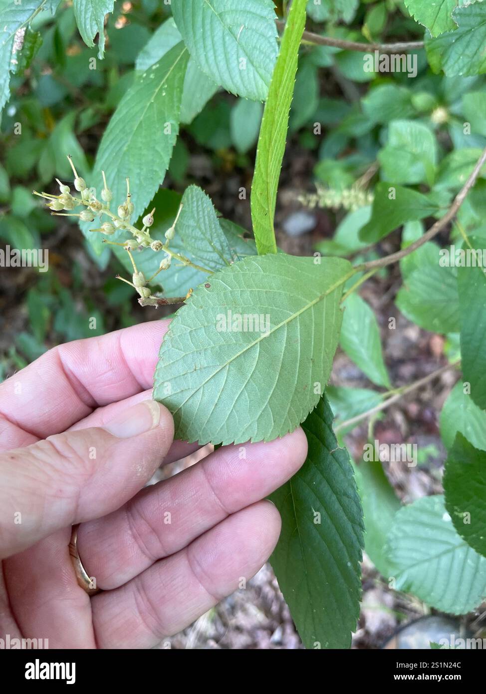 Sweet Pepperbush (Clethra alnifolia Stock Photo - Alamy