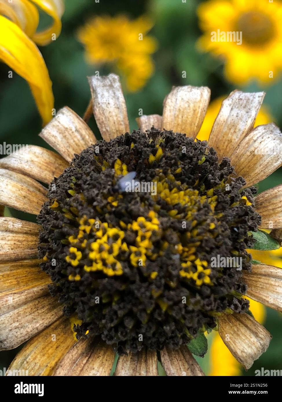 Freeloader Flies (Milichiidae Stock Photo - Alamy