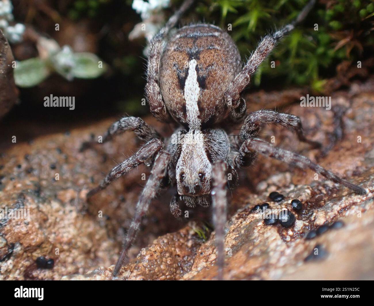Fox Spiders (Alopecosa Stock Photo - Alamy