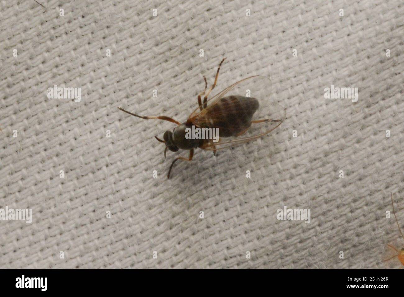 Black Flies (Simuliidae Stock Photo - Alamy
