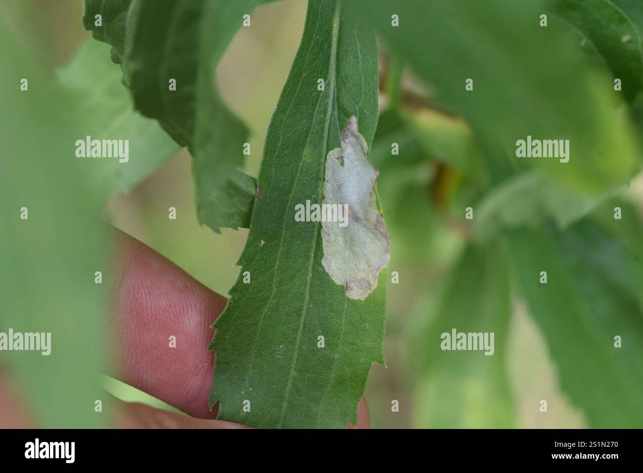 Winged and Once-winged Insects (Pterygota Stock Photo - Alamy