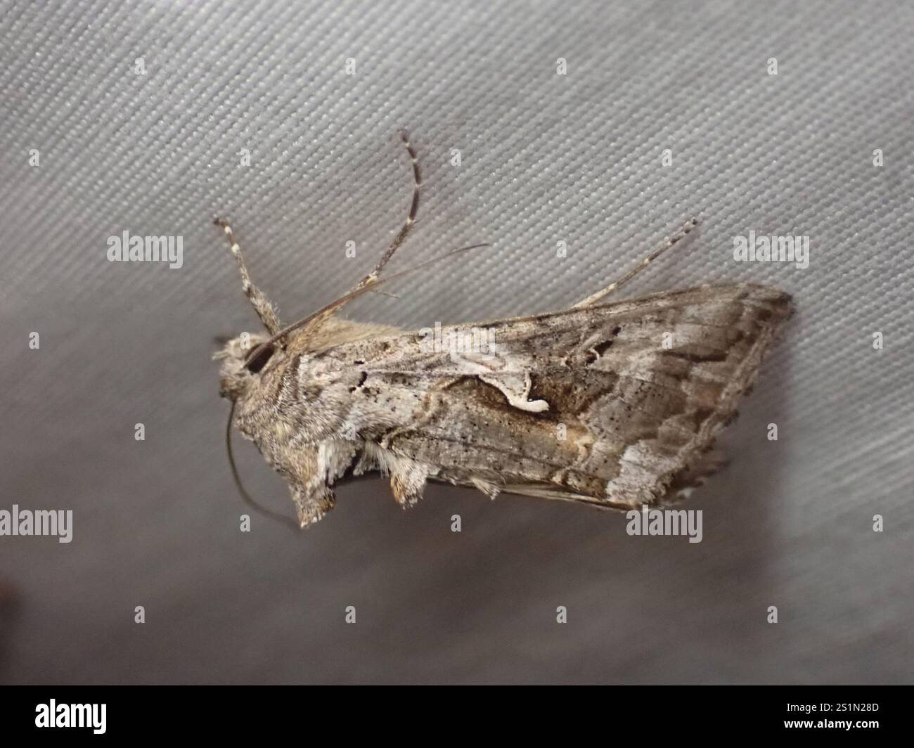 Alfalfa Looper (Autographa californica Stock Photo - Alamy