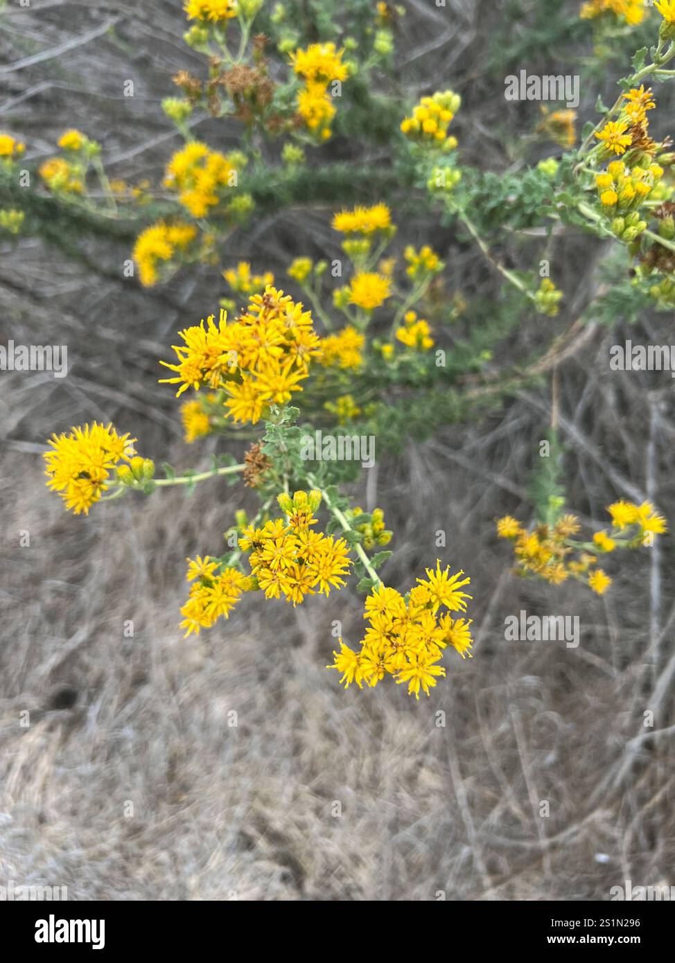 Coastal Goldenbush (Isocoma menziesii Stock Photo - Alamy