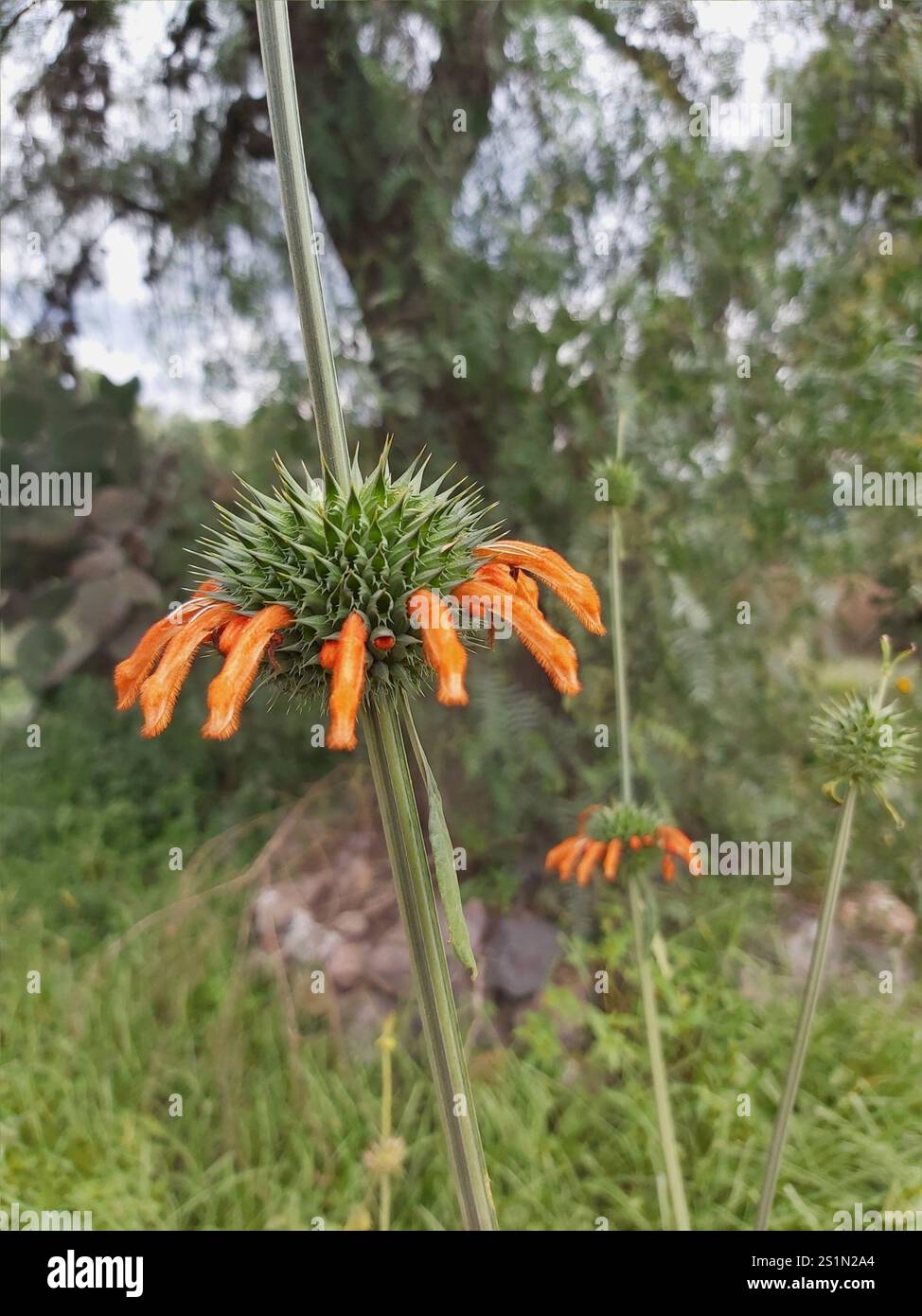lion's ear (Leonotis nepetifolia Stock Photo - Alamy