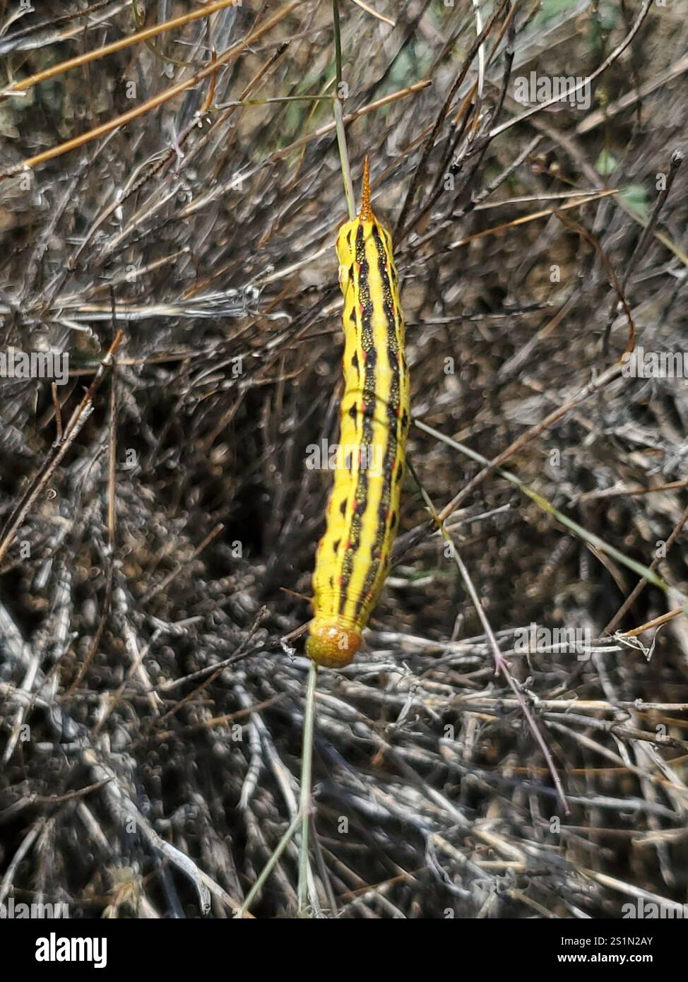 White-lined Sphinx (Hyles lineata Stock Photo - Alamy