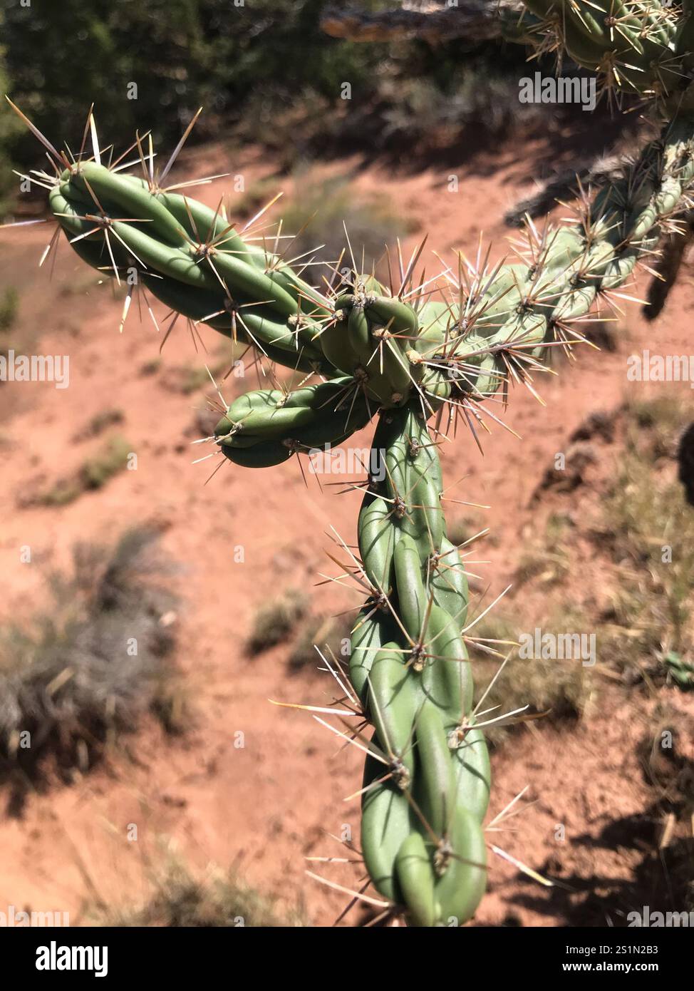 tree cholla (Cylindropuntia imbricata Stock Photo - Alamy
