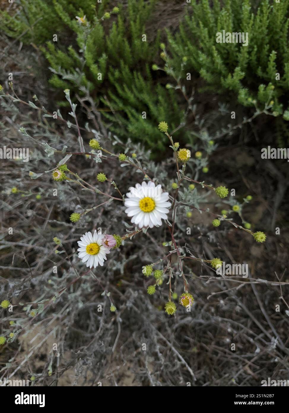 California Aster (Corethrogyne filaginifolia Stock Photo - Alamy