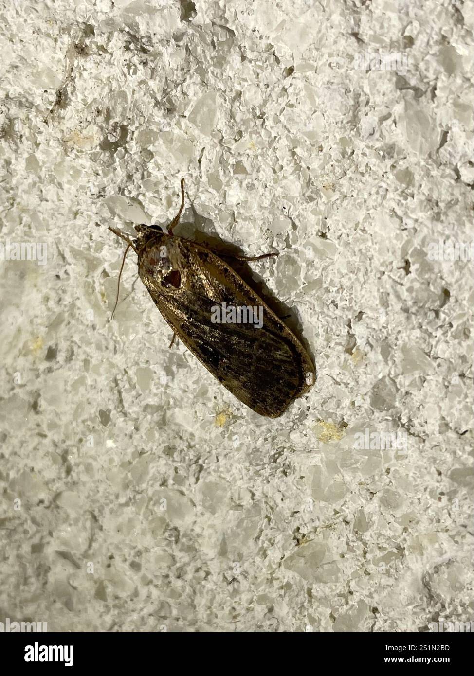 Fall Armyworm Moth (Spodoptera frugiperda Stock Photo - Alamy