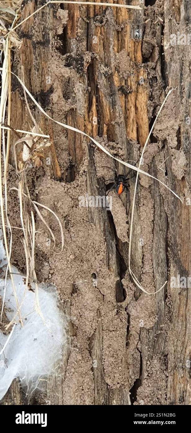 Redback Spider (Latrodectus hasselti Stock Photo - Alamy