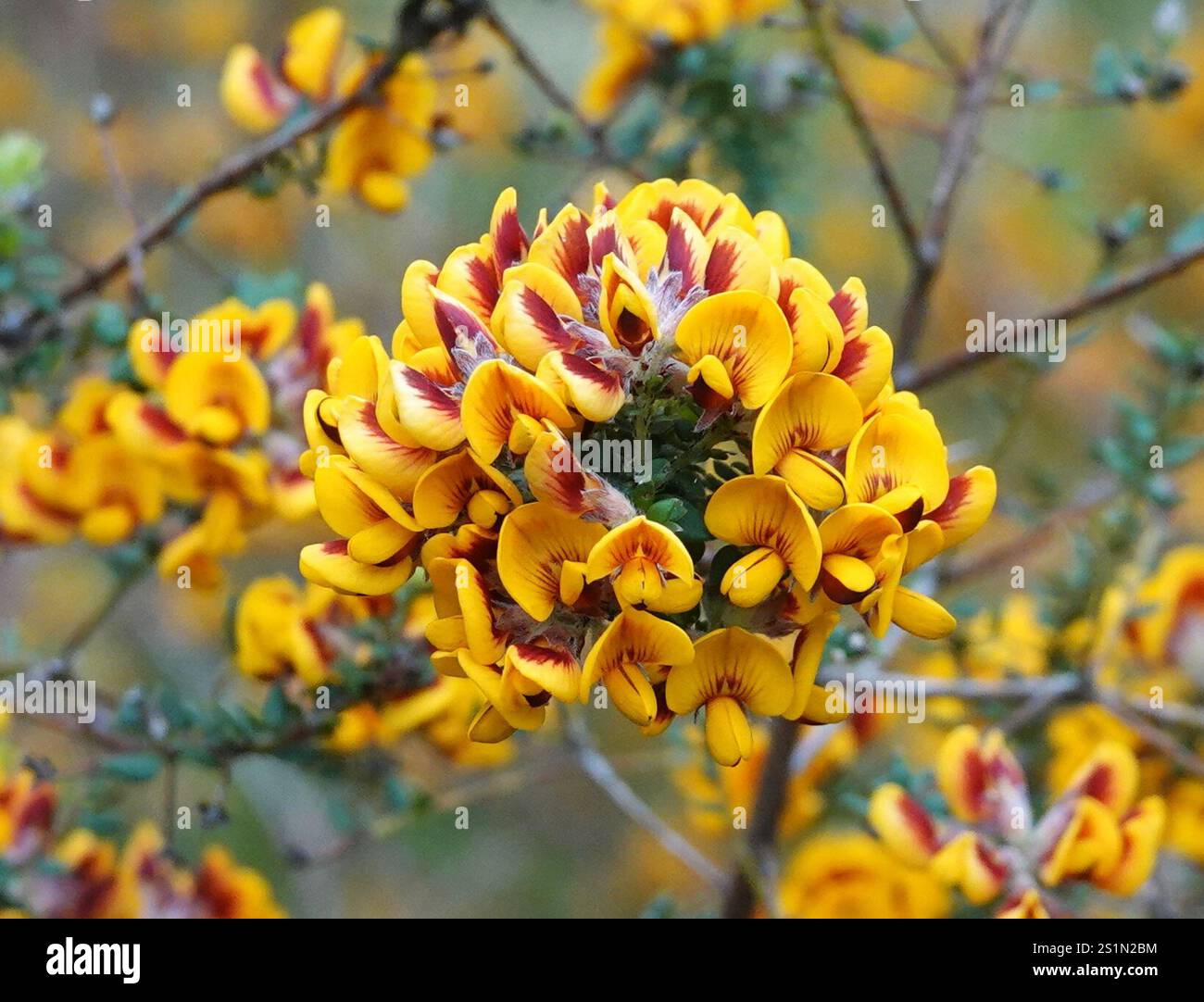 golden bush-pea (Pultenaea gunnii Stock Photo - Alamy