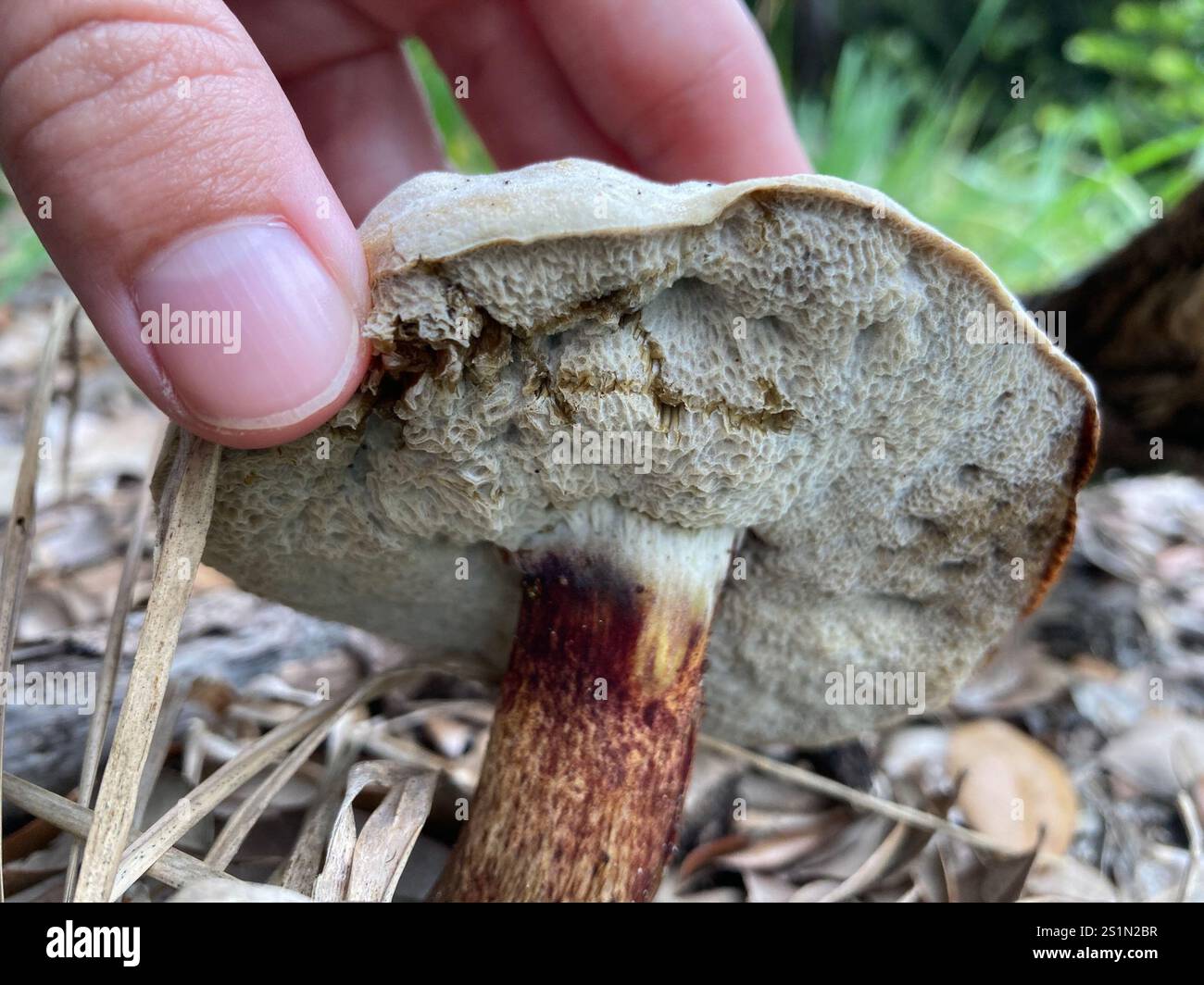 boletes and allies (Boletales Stock Photo - Alamy