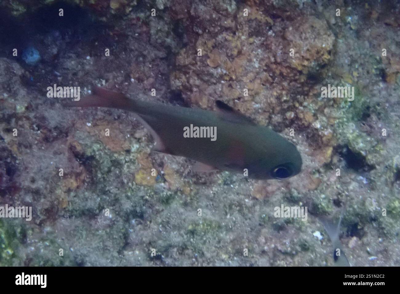 Rhomboid Sweeper (Pempheris rhomboidea Stock Photo - Alamy