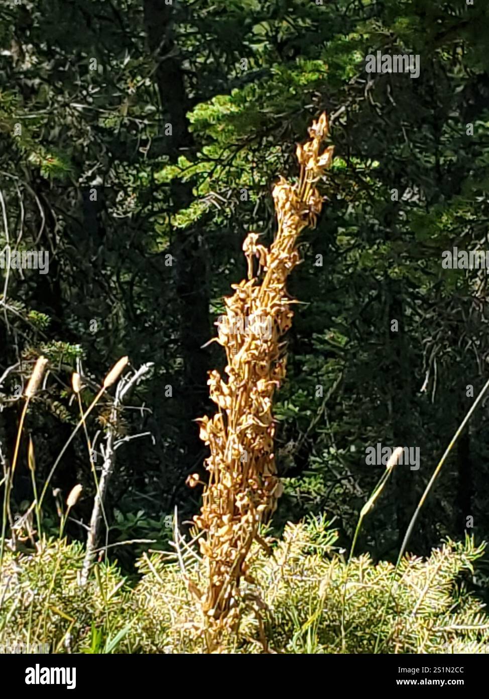 monument plant (Frasera speciosa Stock Photo - Alamy