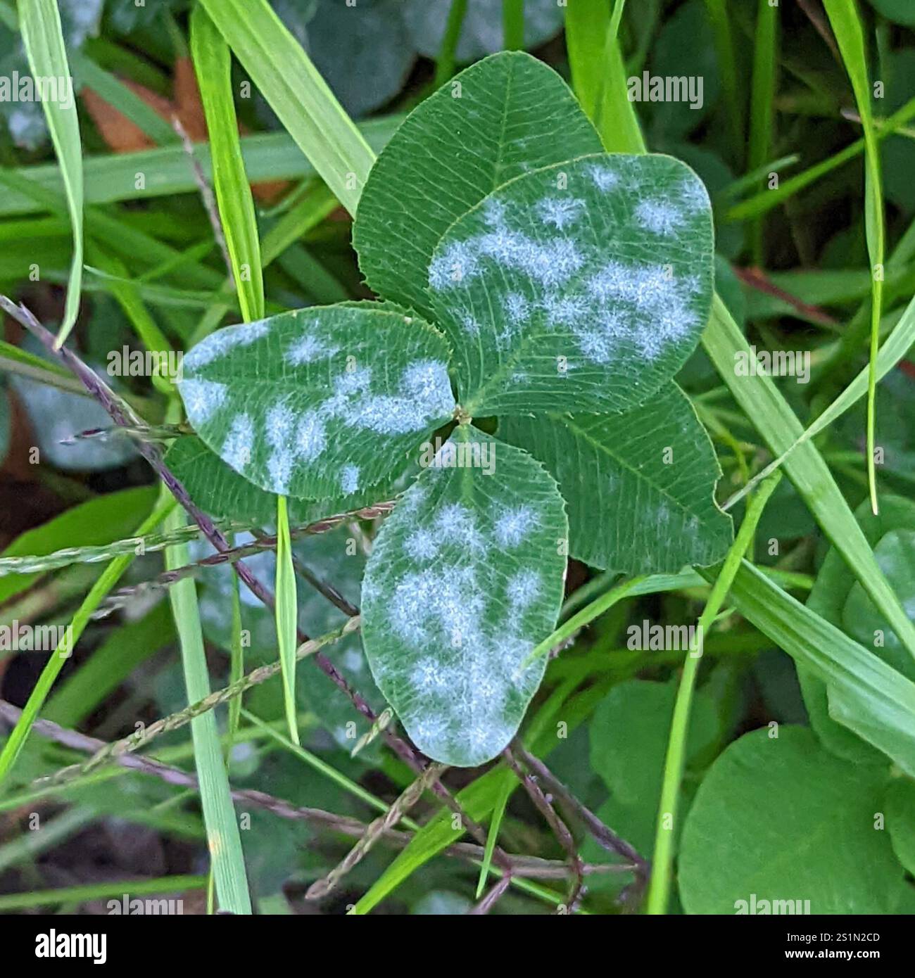 legume powdery mildew group (Erysiphe pisi Stock Photo - Alamy