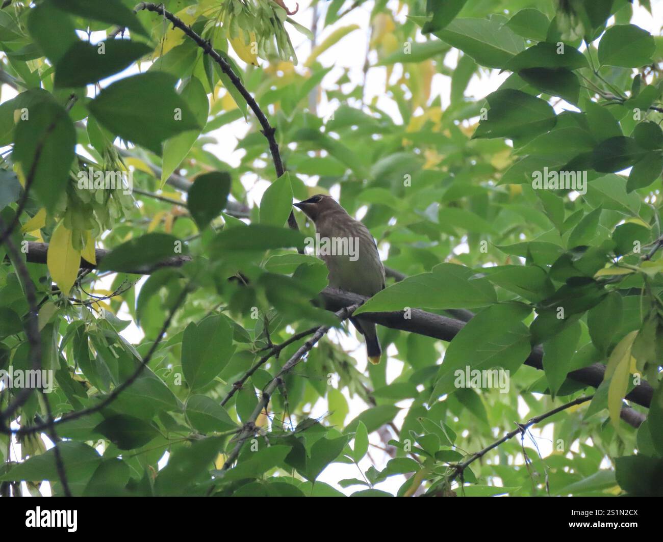 Cedar Waxwing (Bombycilla cedrorum Stock Photo - Alamy