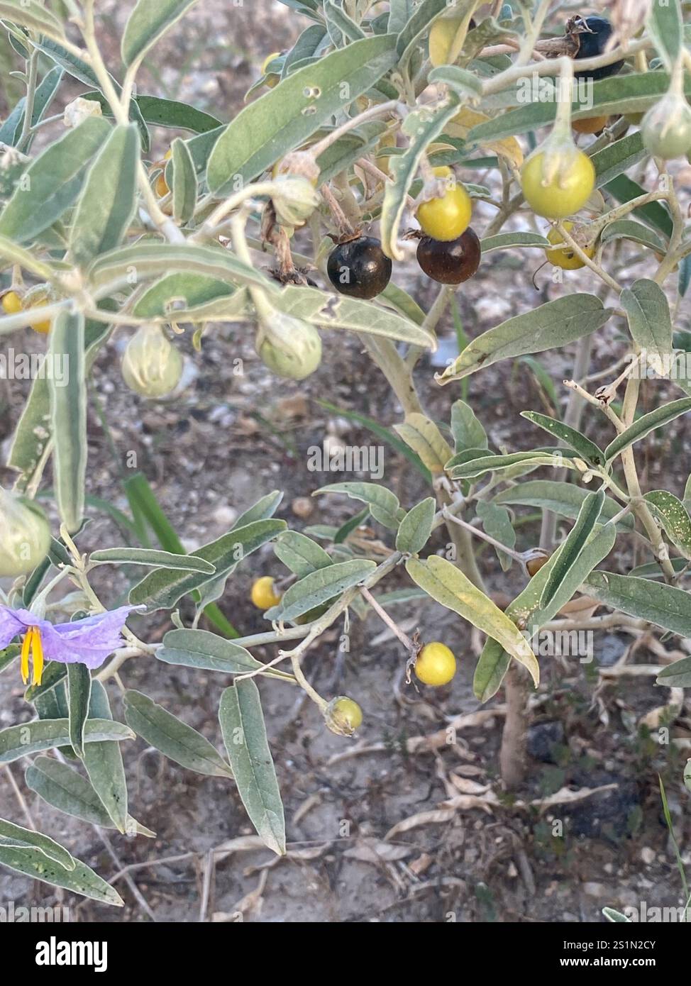 silverleaf nightshade (Solanum elaeagnifolium Stock Photo - Alamy