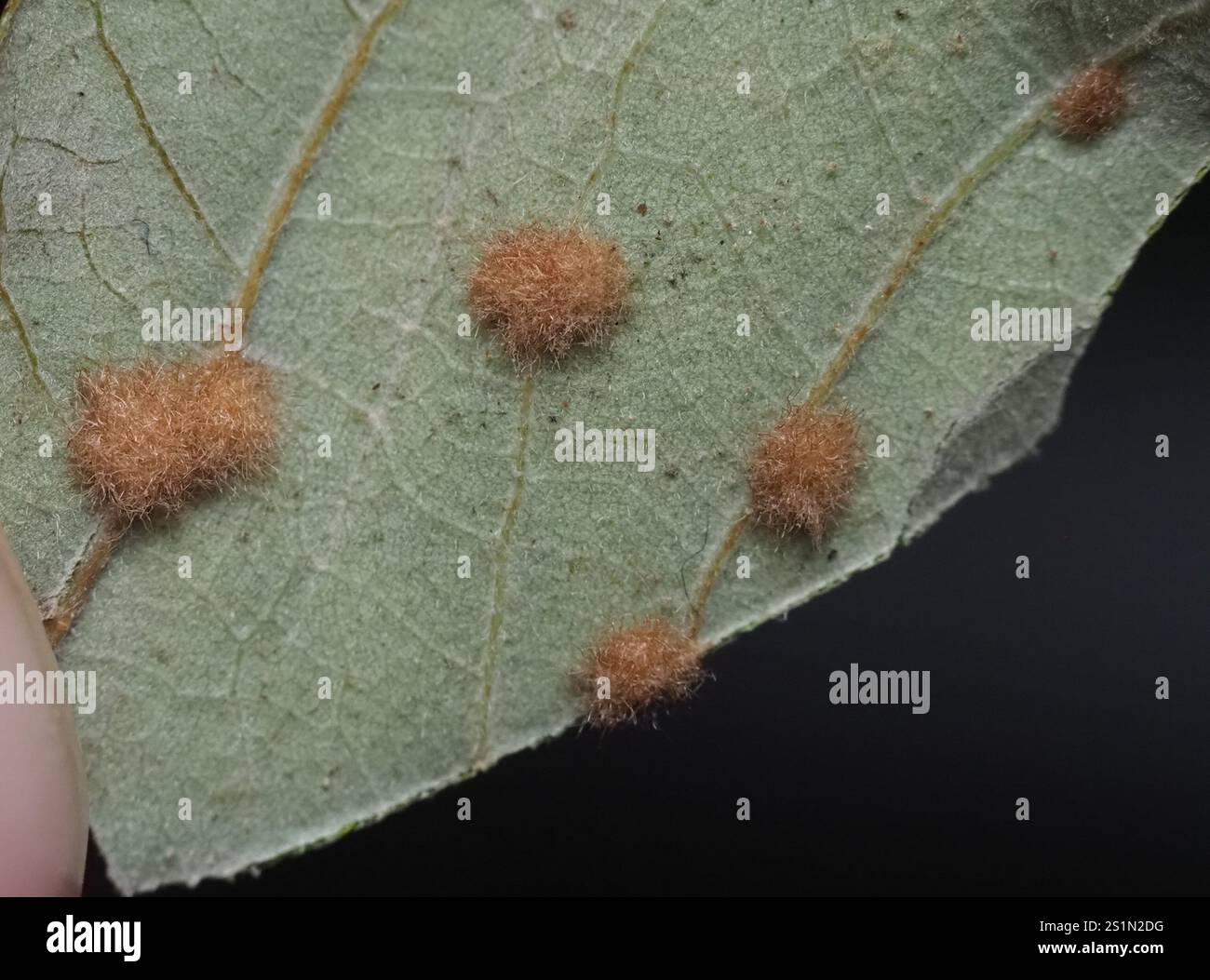 oak flake gall wasp (Neuroterus quercusverrucarum Stock Photo - Alamy