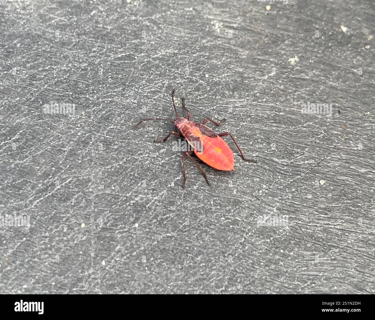 Eastern Boxelder Bug (Boisea trivittata Stock Photo - Alamy