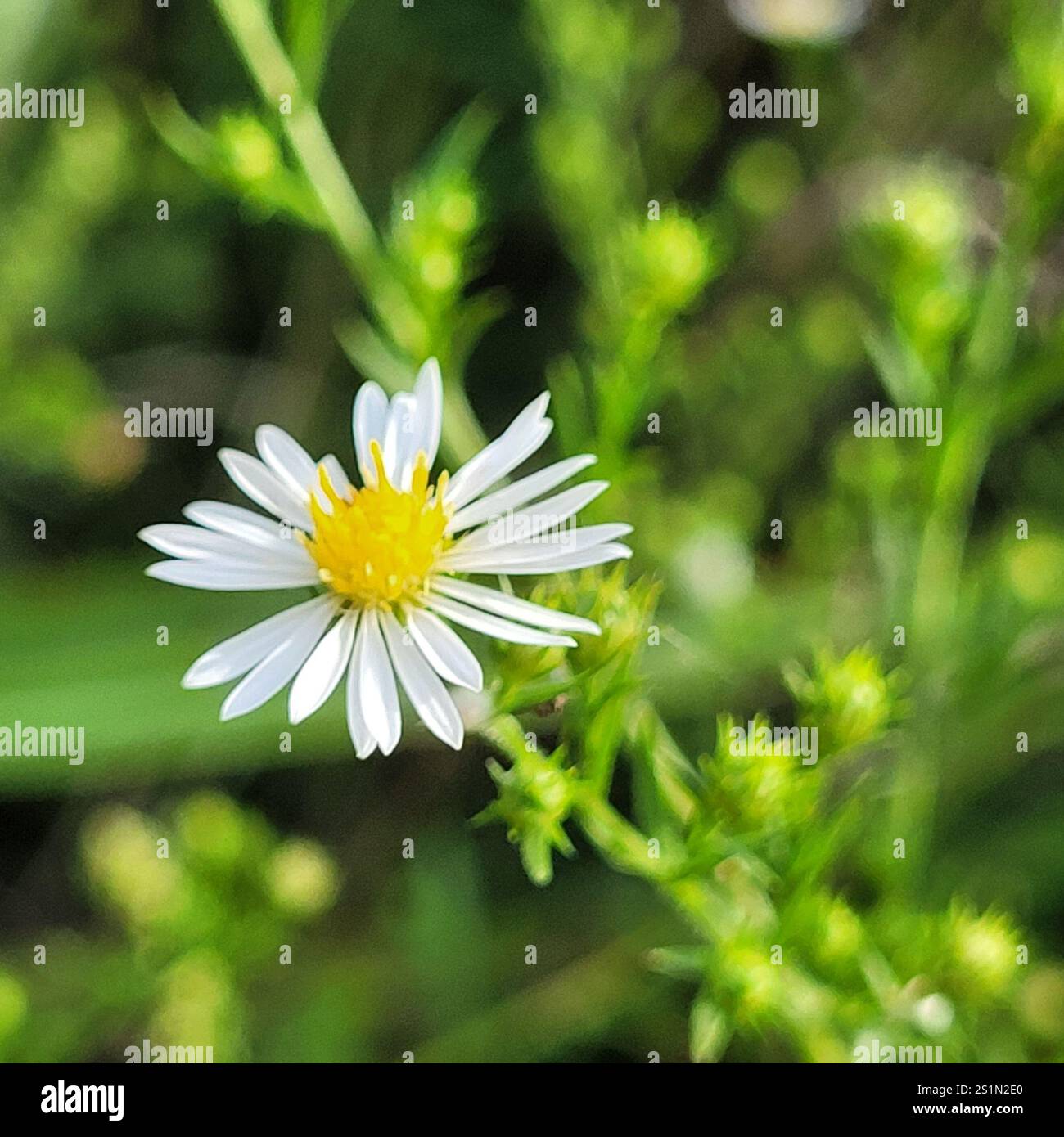 hairy white oldfield aster (Symphyotrichum pilosum Stock Photo - Alamy