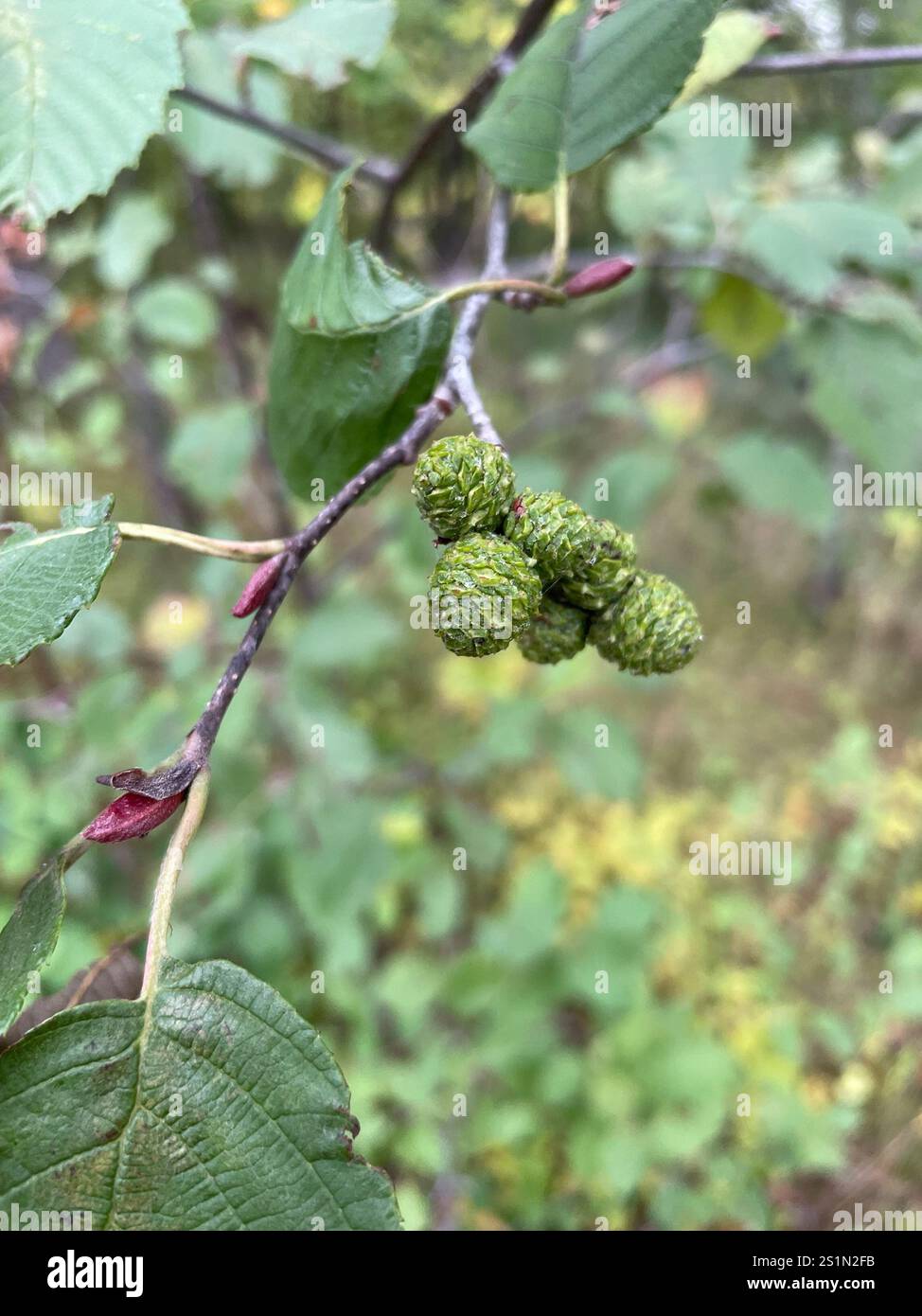 swamp alder (Alnus incana rugosa Stock Photo - Alamy