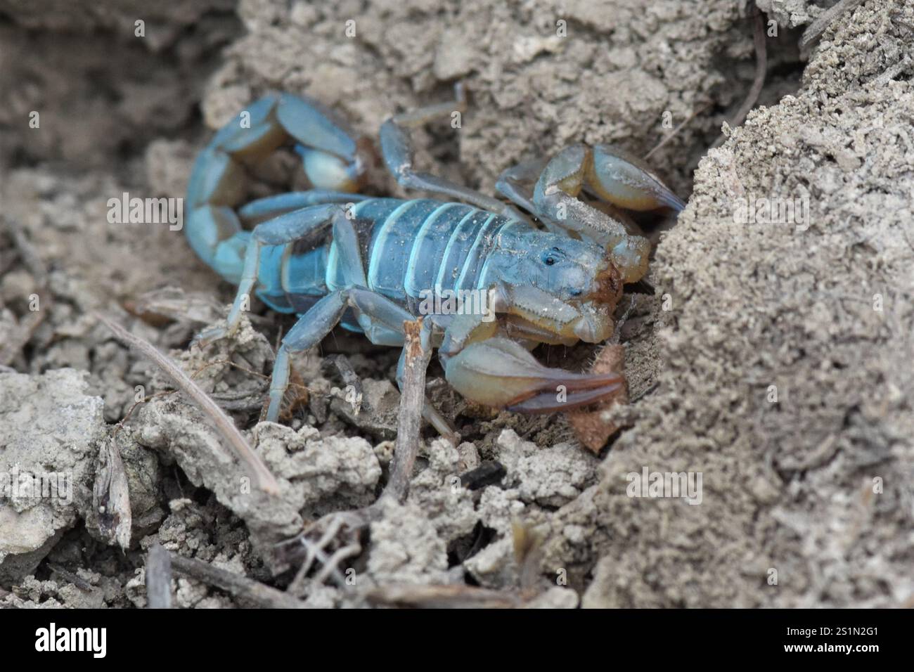 Northern Scorpion (Paruroctonus boreus Stock Photo - Alamy