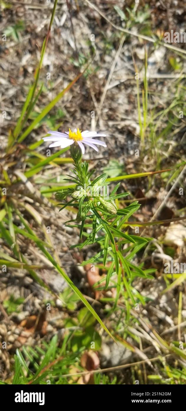 Flax-leaved Aster (Ionactis linariifolia Stock Photo - Alamy