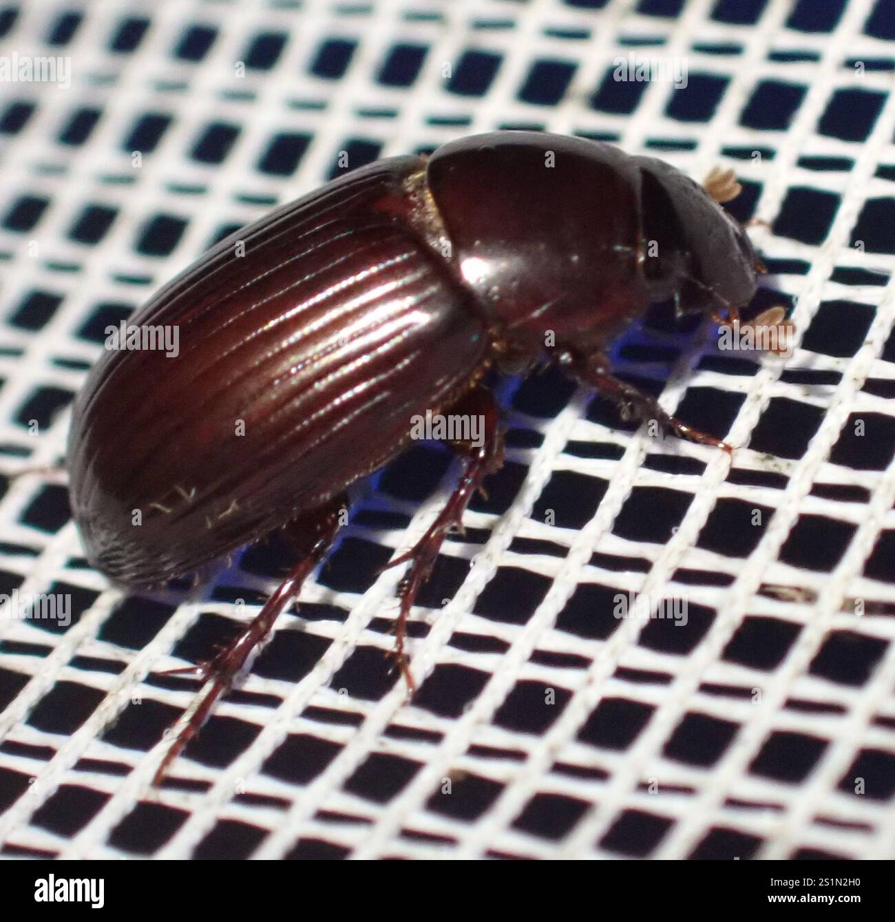 Night-flying Dung Beetle (Acrossus rufipes Stock Photo - Alamy