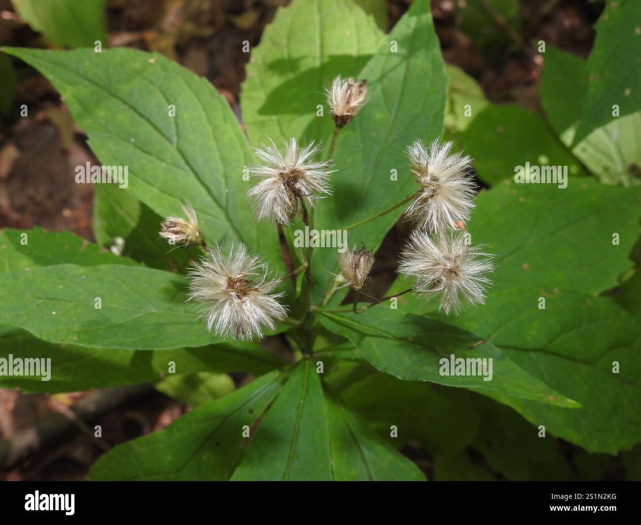 whorled wood aster (Oclemena acuminata Stock Photo - Alamy