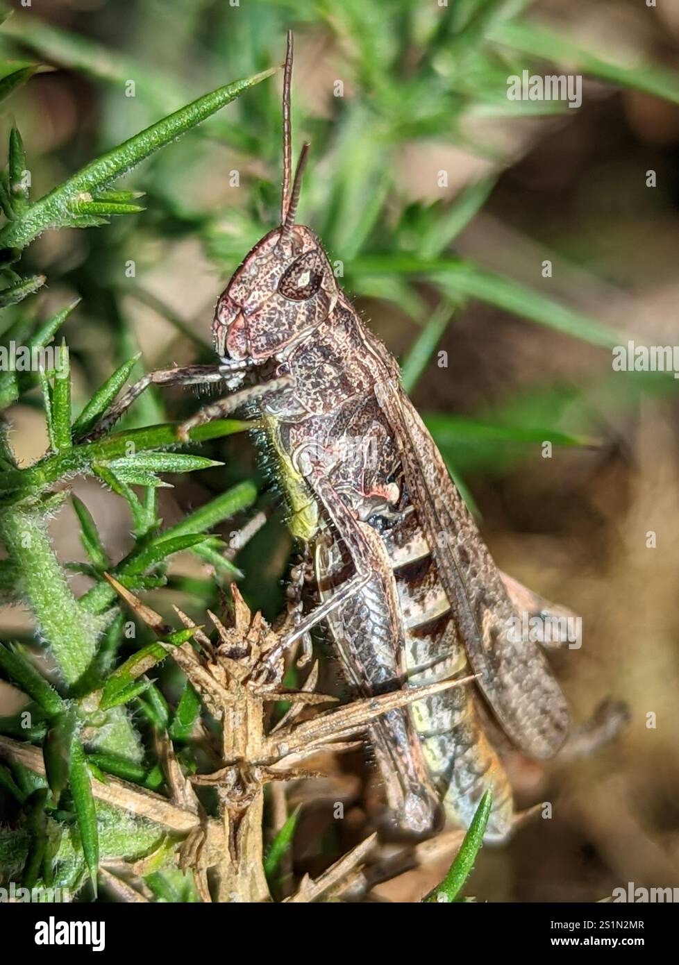 Common Field Grasshopper (Chorthippus brunneus Stock Photo - Alamy