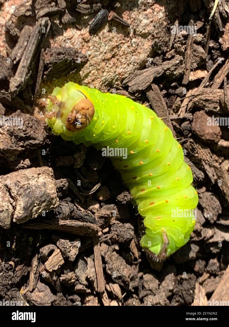 Polyphemus Moth (Antheraea polyphemus Stock Photo - Alamy