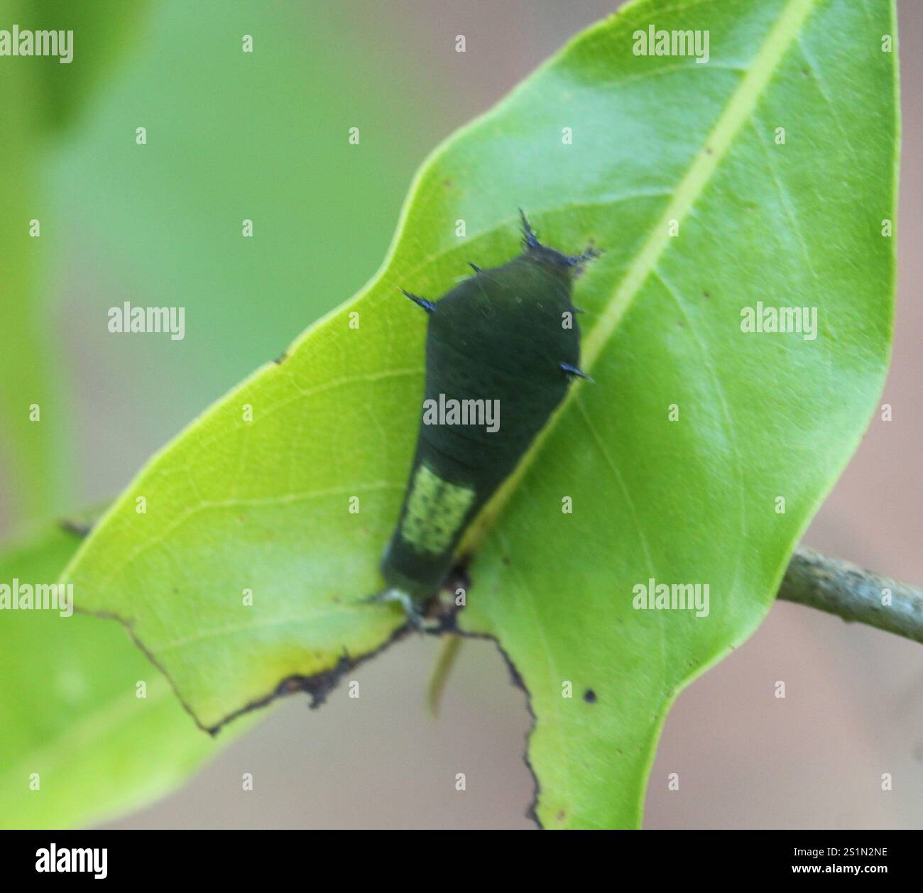 Tailed Jay (Graphium agamemnon Stock Photo - Alamy