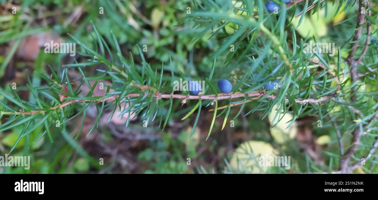 common juniper (Juniperus communis Stock Photo - Alamy
