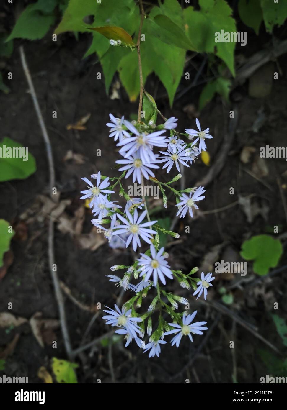 Common Blue Wood Aster (Symphyotrichum cordifolium Stock Photo - Alamy