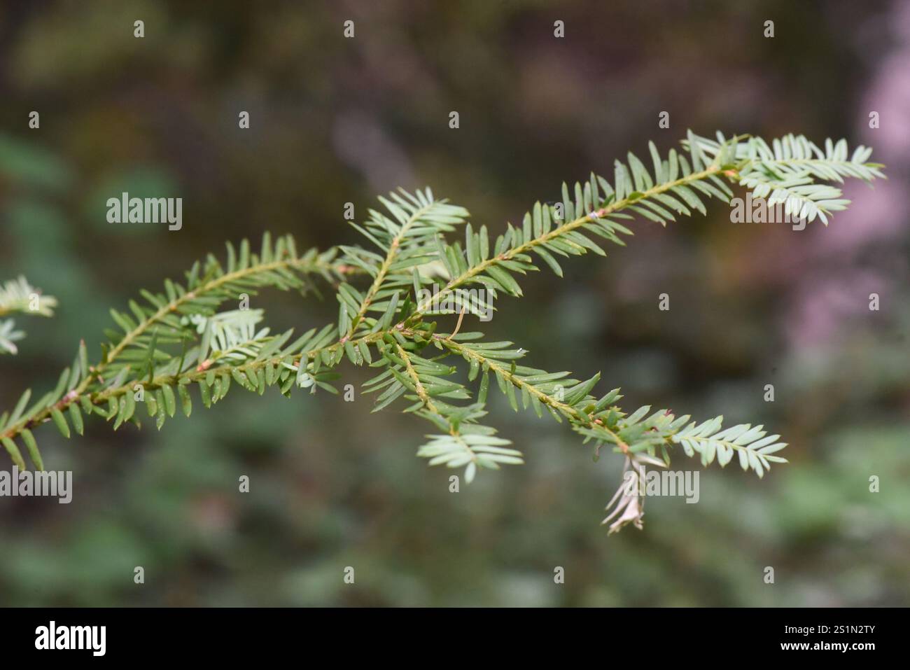 Pacific yew (Taxus brevifolia Stock Photo - Alamy