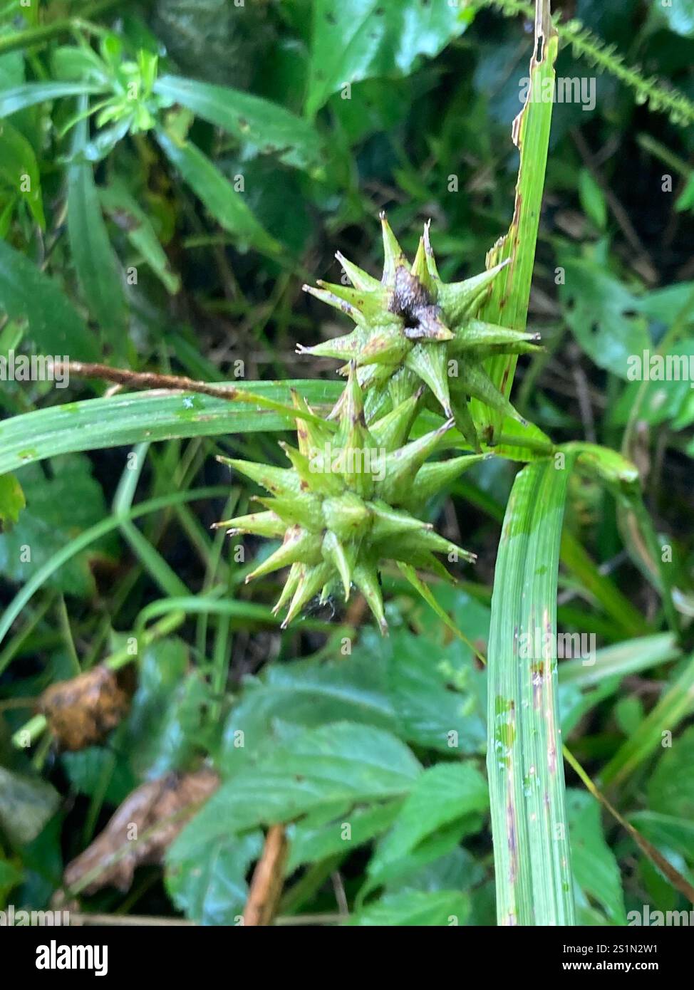 Gray's sedge (Carex grayi Stock Photo - Alamy