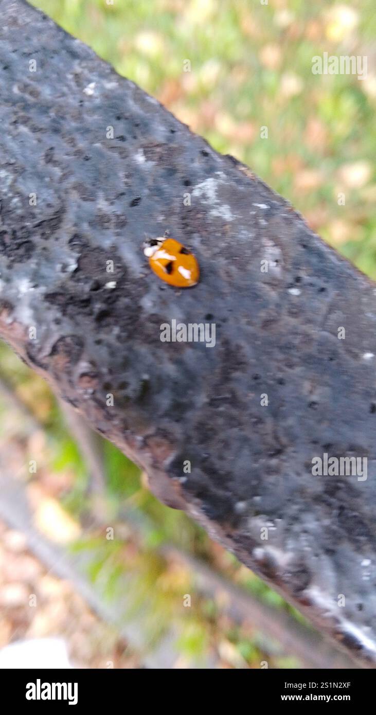 Two-spotted Lady Beetle (Adalia bipunctata Stock Photo - Alamy