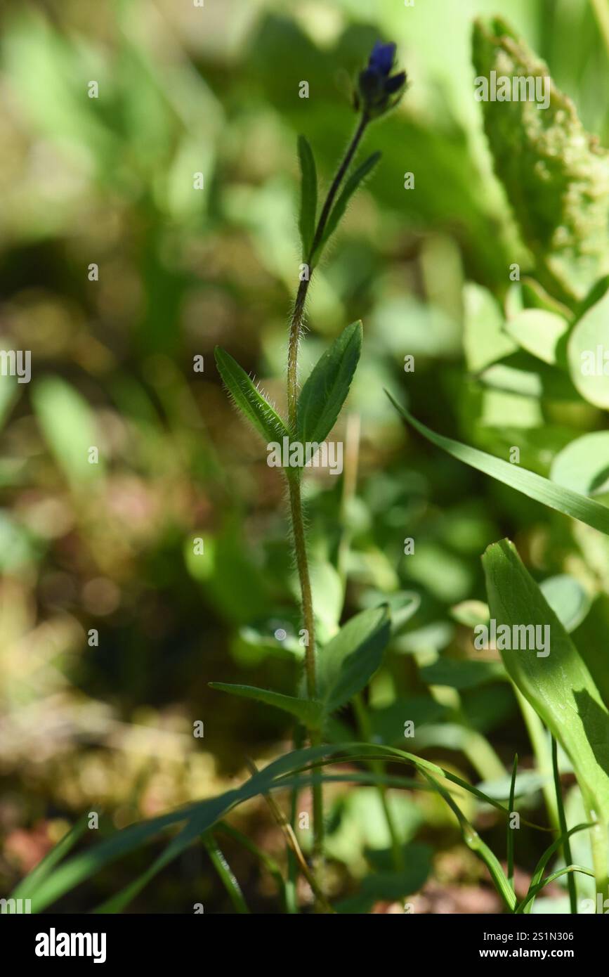 American alpine speedwell (Veronica wormskjoldii Stock Photo - Alamy