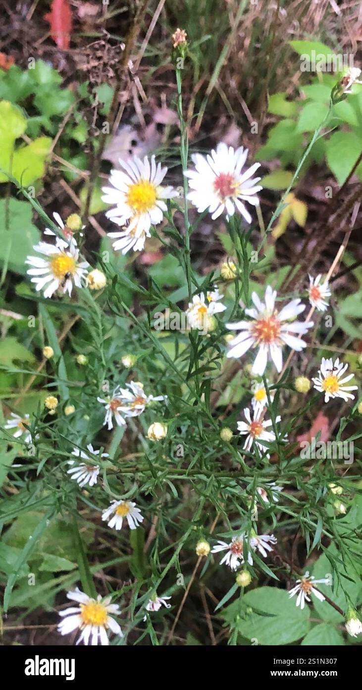 hairy white oldfield aster (Symphyotrichum pilosum Stock Photo - Alamy