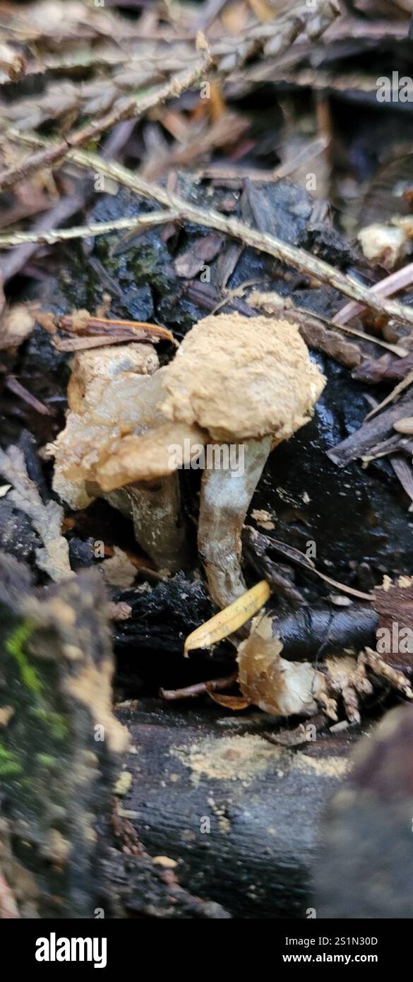 Powder Cap (Asterophora lycoperdoides Stock Photo - Alamy