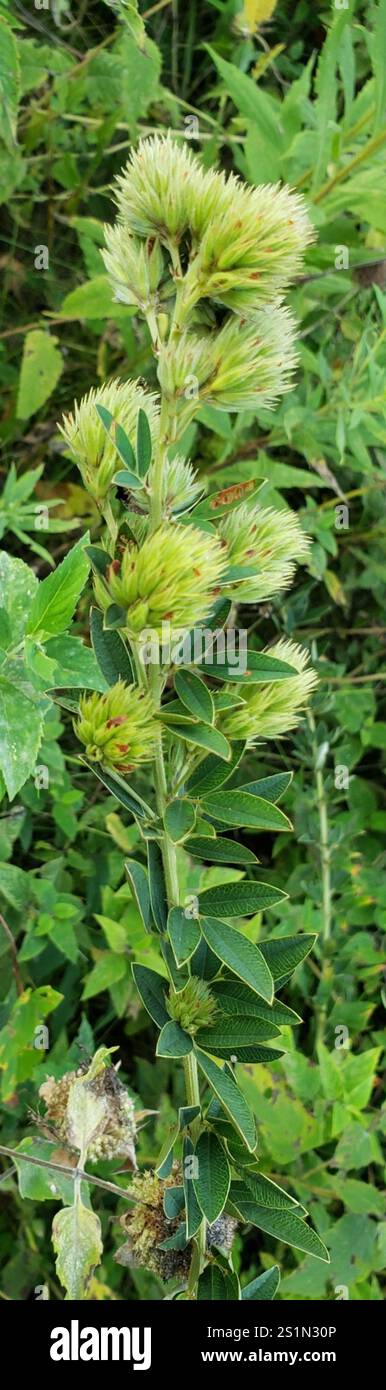 round-headed bush clover (Lespedeza capitata Stock Photo - Alamy