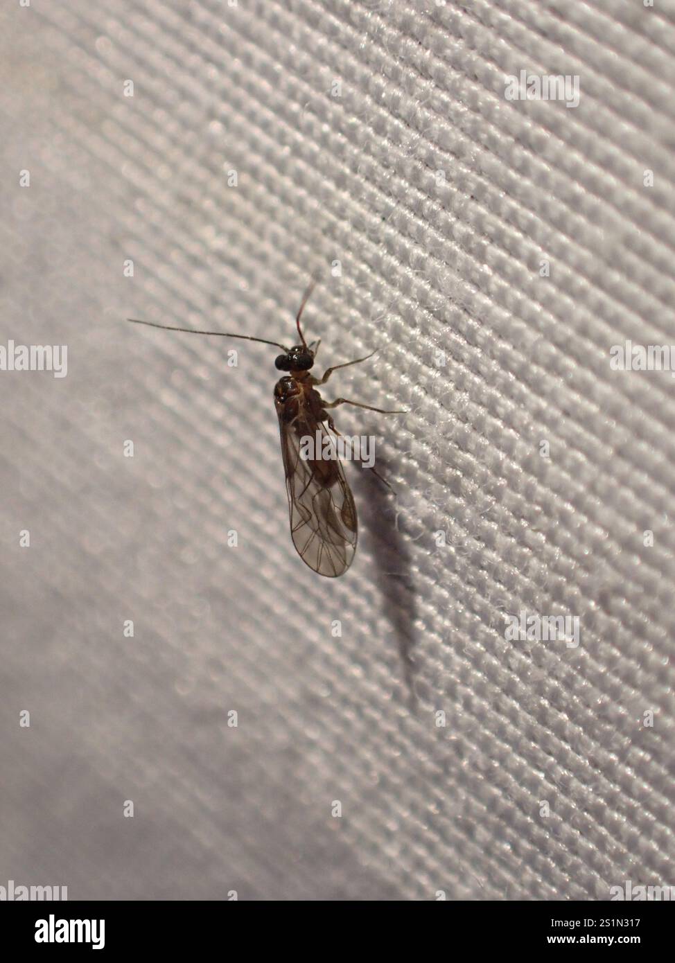 Barklice, Booklice, and Parasitic Lice (Psocodea Stock Photo - Alamy