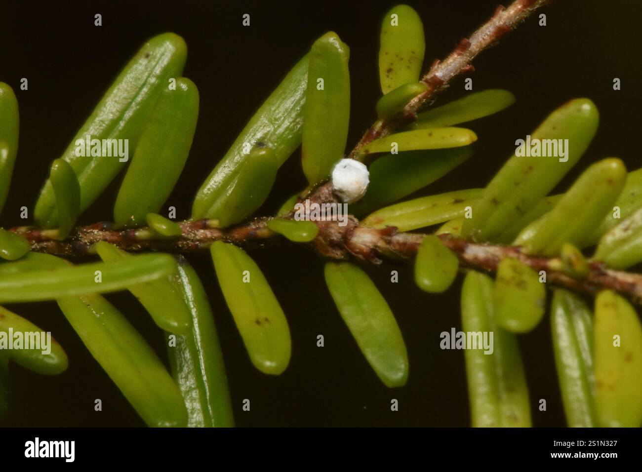 Hemlock Woolly Adelgid (Adelges tsugae Stock Photo - Alamy