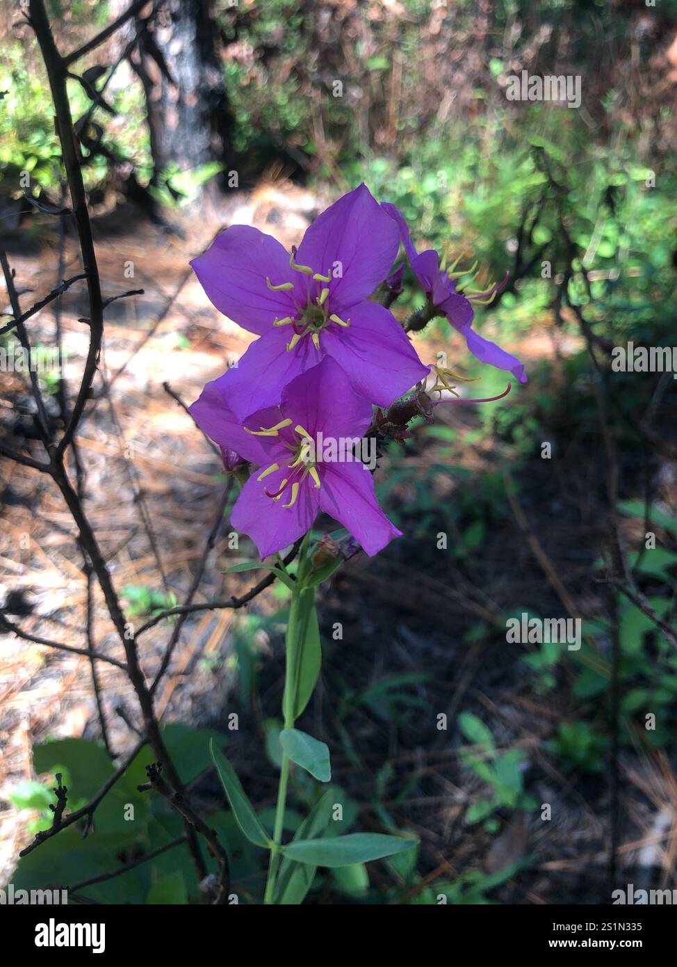 Savannah meadowbeauty (Rhexia alifanus Stock Photo - Alamy