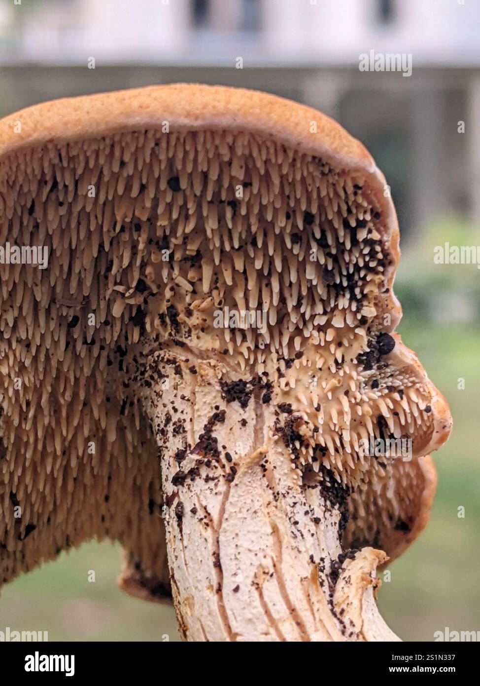 depressed hedgehog (Hydnum umbilicatum Stock Photo - Alamy