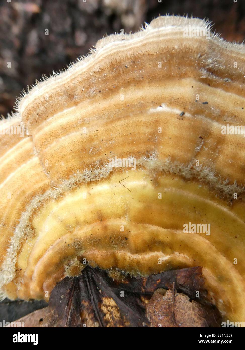 Gilled Polypore (Trametes betulina Stock Photo - Alamy