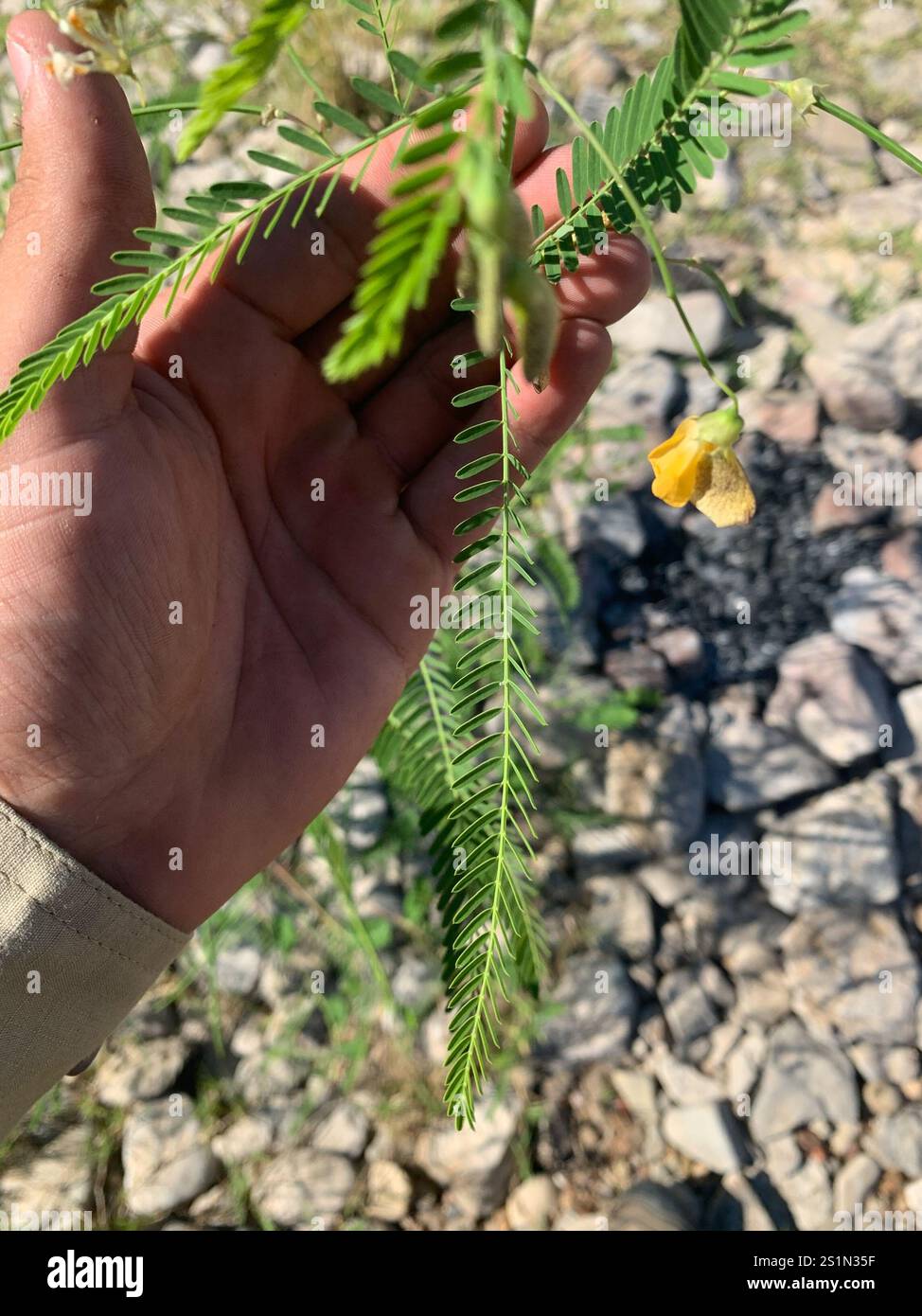 bigpod sesbania (Sesbania herbacea Stock Photo - Alamy