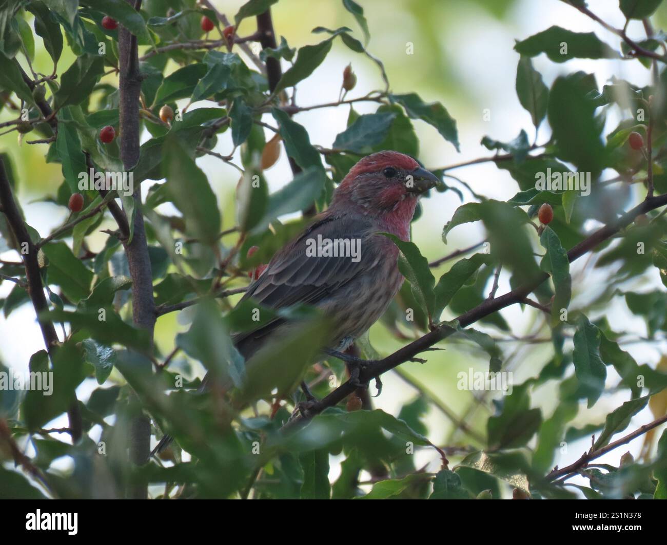 House Finch (Haemorhous mexicanus Stock Photo - Alamy