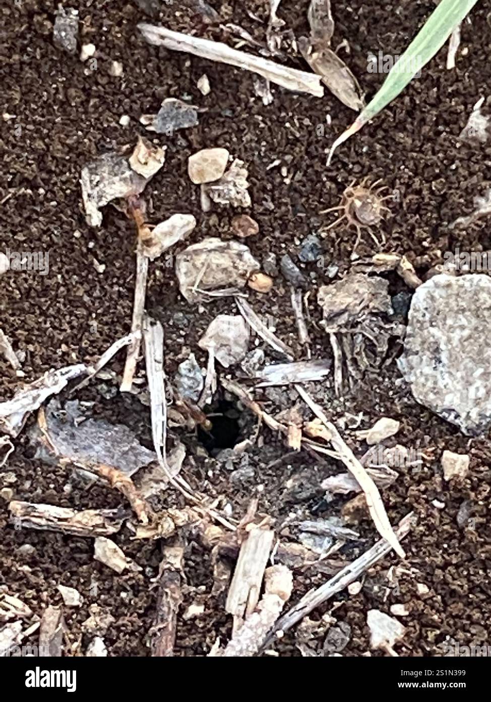 Yellow Pyramid Ant (Dorymyrmex flavus Stock Photo - Alamy