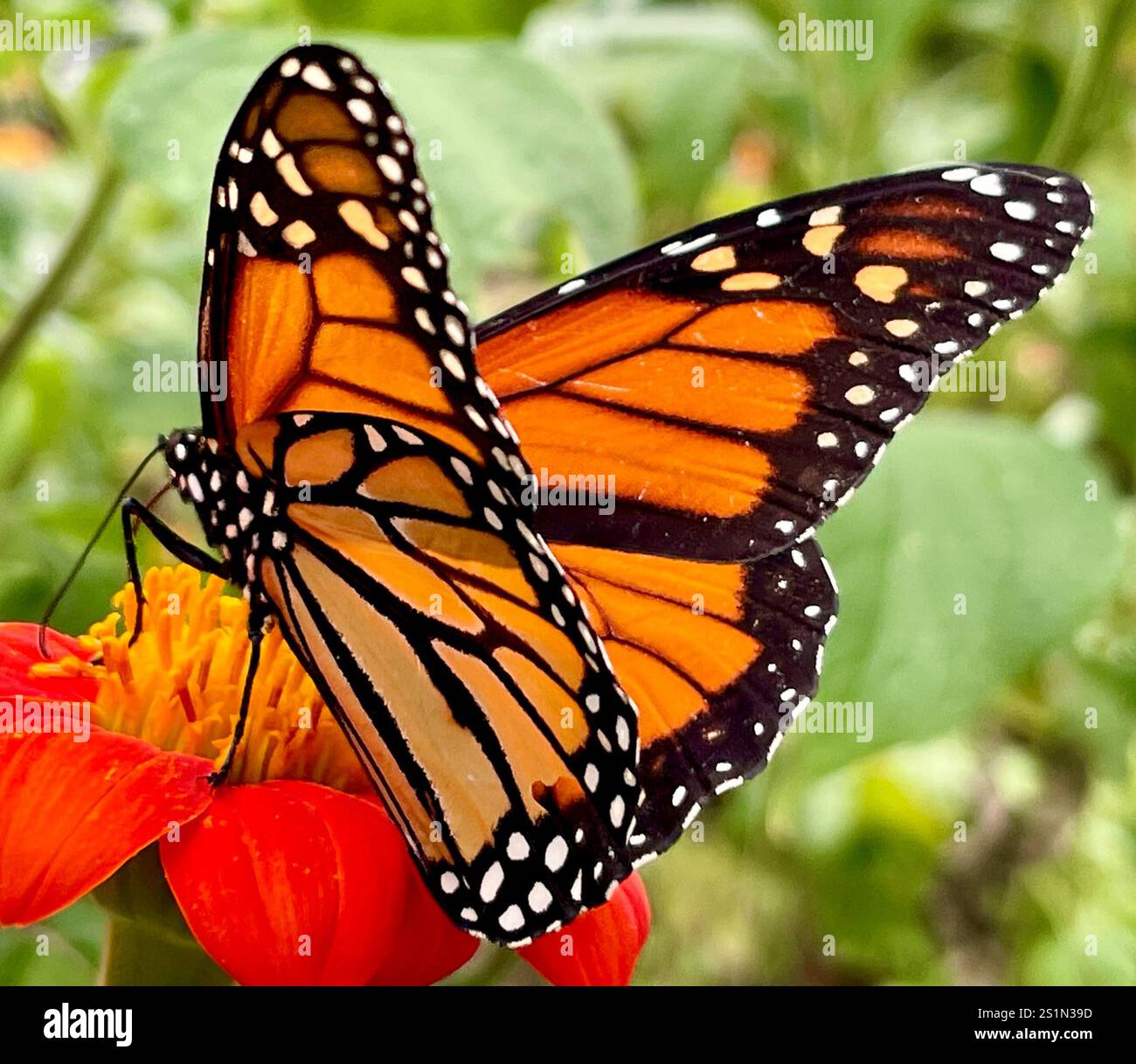 Monarch (Danaus plexippus Stock Photo - Alamy